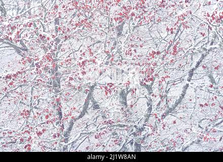 A magnificent forest with spectacular fog on it Stock Photo - Alamy