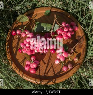 Fruit of the Australian Lilly Pilly tree known as a superfood for their ...
