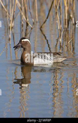 Garganey (Anas querquedula) drake calling Cley Marsh NWT Norfolk GB UK ...