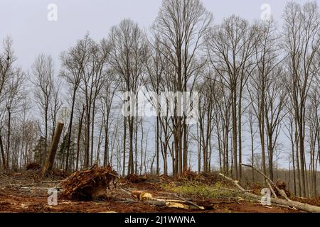 Uprooting of stumps. The root of a tree on the surface of the earth ...