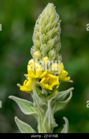 yellow mullein plant growing on garden wall Stock Photo - Alamy