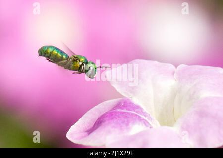 A macro shot of a glitter wasp flying near a purple flower against a ...