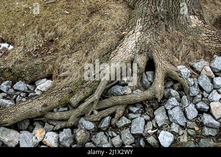 Roots are expanding into the rocky ditch Stock Photo - Alamy