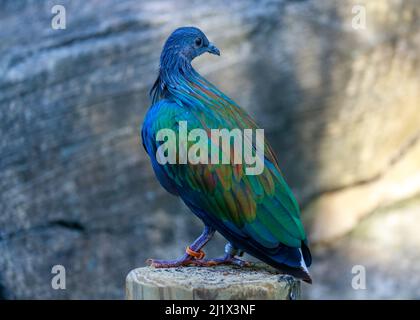 A the maned pigeon is one of the most beautiful pigeons, its plumage ...