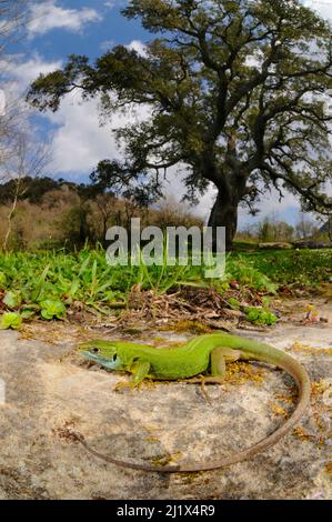 Western green lizard in sicily, Lacerta bilineata Stock Photo - Alamy