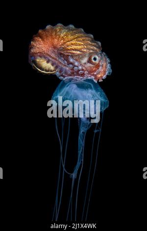 winged argonaut, brown paper nautilus (Argonauta hians), shell Stock ...