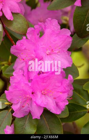Azalea bloom, State Capitol State Park, Salem, Oregon Stock Photo - Alamy