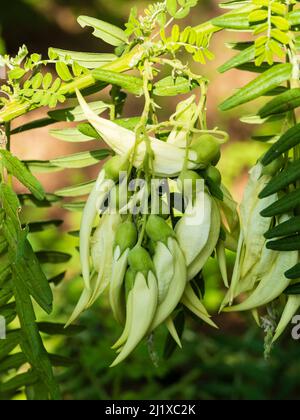 Glory-pea or Kaka Beak (Clianthus puniceus), Fabaceae Stock Photo - Alamy