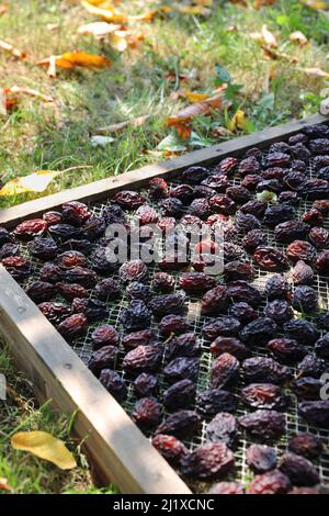 Cultivation of Agen prunes: Ente plum drying in crates after the ...