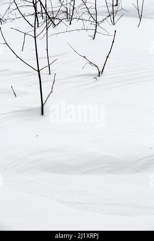 Sharp spiky thorn bushes appear through drifts of snow in the ...