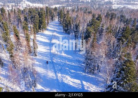 Team Snowmobile rides through winter forest fresh snow sun light ...