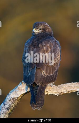 Common buzzard in its natural enviroment in Denmark Stock Photo - Alamy