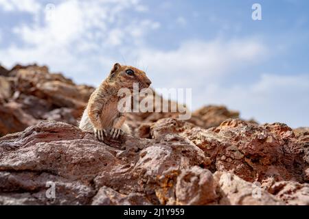 A shallow focus shot of a cute squirrel on a tree Stock Photo - Alamy
