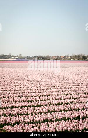 beautiful woman travels walking a field of daisies Stock Photo - Alamy