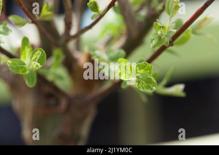 Close-up of Dwarf Japanese Willow tree foliage during spring season ...