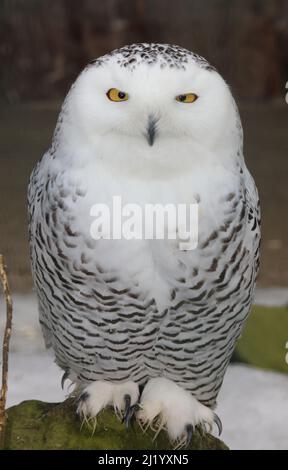 Snowy owl, polar owl, Schnee-Eule, Harfang des neiges, Bubo scandiacus ...