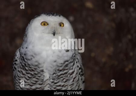 Snowy owl, polar owl, Schnee-Eule, Harfang des neiges, Bubo scandiacus ...