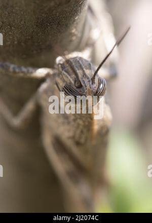 Shallow focus closeup shot of a grasshopper on the grass with bokeh ...
