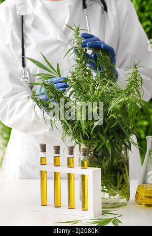 Female worker with hemp plant and oil in test tubes in laboratory Stock ...