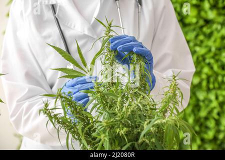 Laboratory worker with green hemp plant and chemical formula of ...
