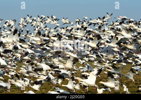 Snow Geese Flying Up, USA Stock Photo - Alamy