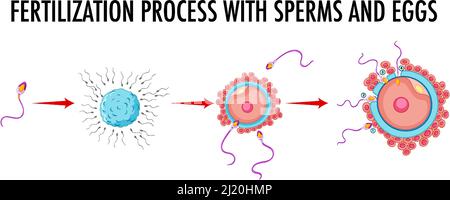 Diagram showing fertilization process illustration Stock Vector Image ...