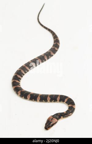 Common puff-faced water snake homalopsis buccata isolated on white ...