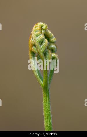 Fresh spiral sprouts of fern Stock Photo - Alamy