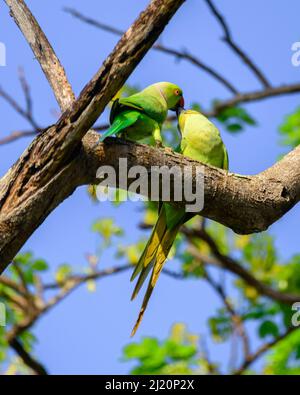 A cute Rose-ringed parakeet perched on a tree on a sunny day Stock ...