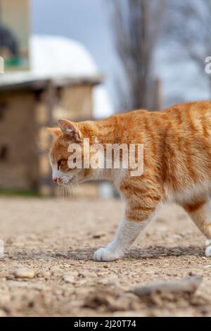 Closeup photography of ginger kitten, sitting in orange pumpkins Stock ...
