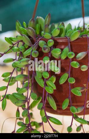 Ruby necklace succulent plant in a white decorative pot on a marble ...