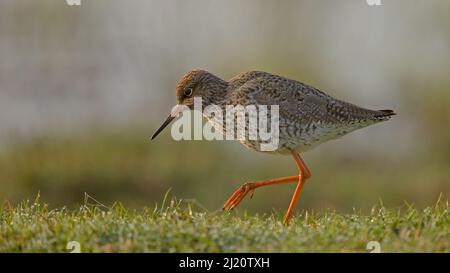 The common redshanks in amateur in a early morning Stock Photo - Alamy