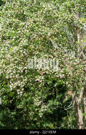 Pompom tree (Dais cotinifolia Stock Photo - Alamy