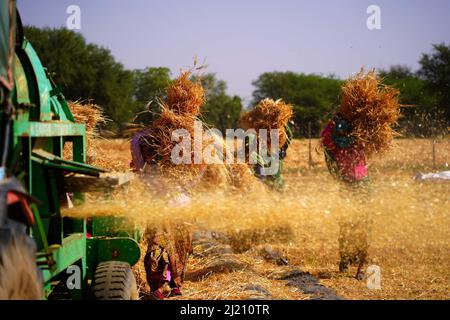 Indian Farmers thresh a harvested wheat crop in a field during a hot ...