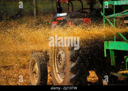 Indian Farmers thresh a harvested wheat crop in a field during a hot ...