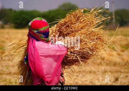Indian Farmers thresh a harvested wheat crop in a field during a hot ...