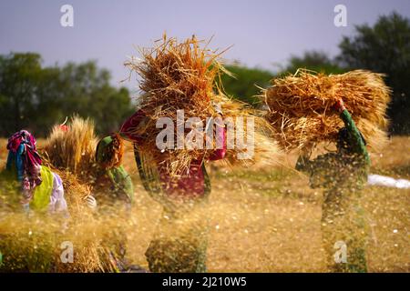 Indian Farmers thresh a harvested wheat crop in a field during a hot ...