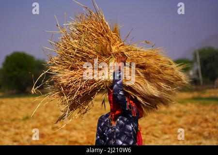 Indian Farmers thresh a harvested wheat crop in a field during a hot ...
