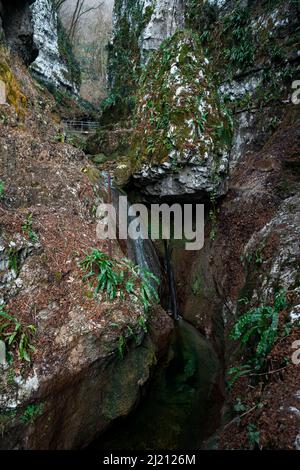 A beautiful shot of a narrow path between trees in a forest Stock Photo ...