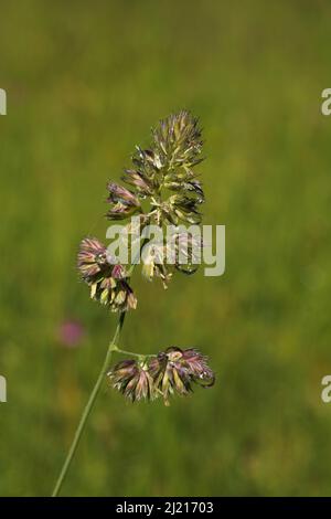Meadows - Cocksfoot Stock Photo - Alamy