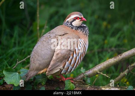 Uploders, Dorset, UK. 29th March 2022. UK Weather. A Red-legged ...