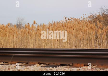 Minimalist view of typical railroad tracks crossing a field of wild ...