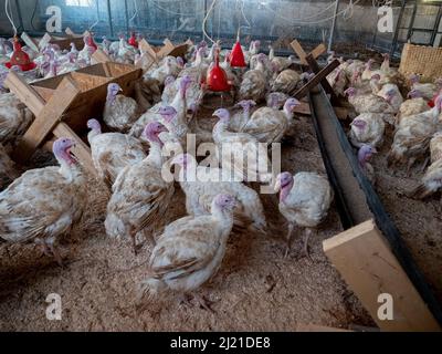 Turkey on a farm, breeding turkeys. Poultry farming Stock Photo - Alamy