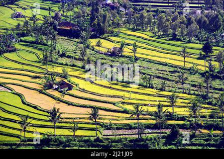 Rice fields and rice terraces, Munduk, Central Bali, Bali, Indonesia ...