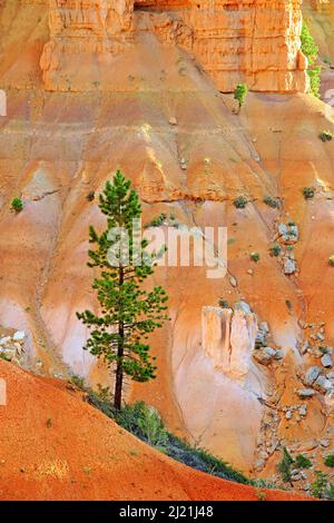 Pinyon Pine Morning Stock Photo - Alamy