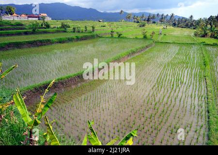 Rice terrraces, Indonesia, Bali, Munduk Stock Photo - Alamy