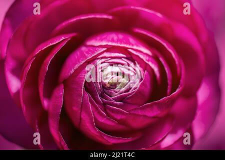 Macrophotography of a vivid pink buttercup flower on black background ...