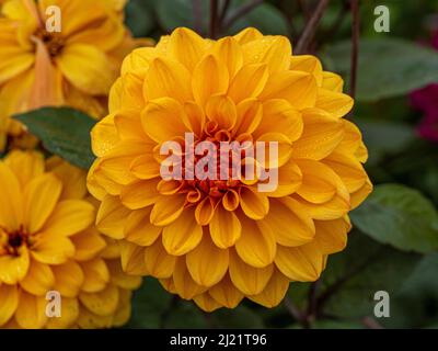 Yellow dahlia flowers in a garden Stock Photo - Alamy