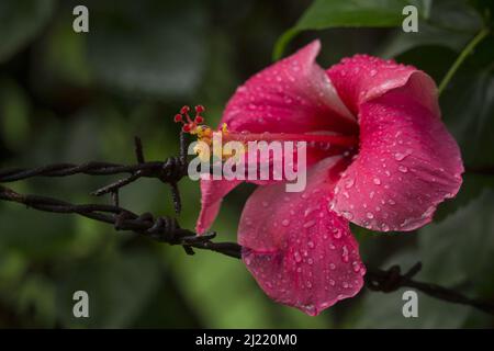 Portrait of red Jaba flower Stock Photo - Alamy