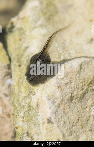 Mediterranean painted frog in a forest in Malta - Discoglossus pictus ...